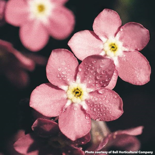 Myosotis sylvatica Rosylva 1Q – Cavano's Perennials