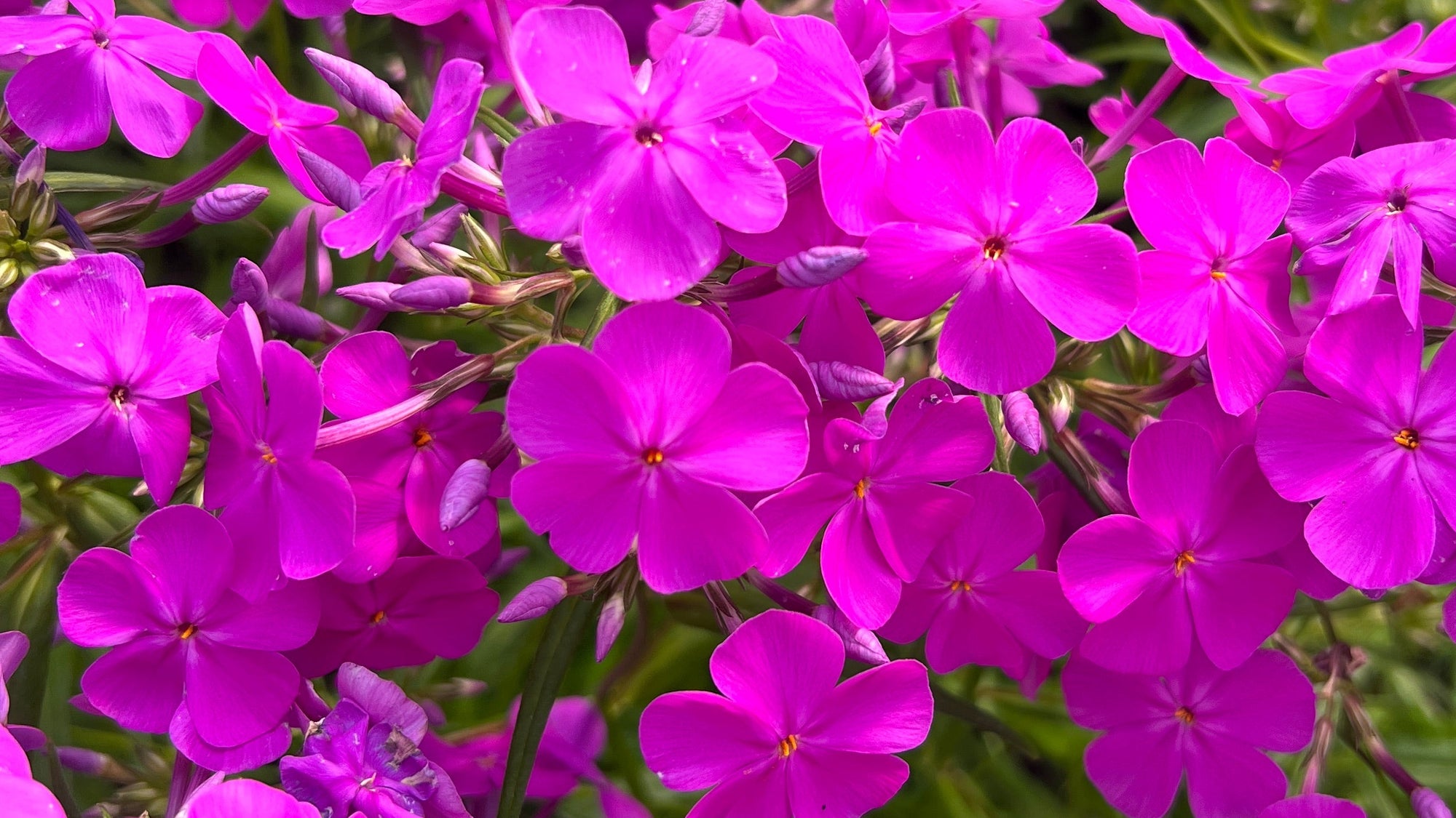 Cavano's Perennials – Cavano's Perennials